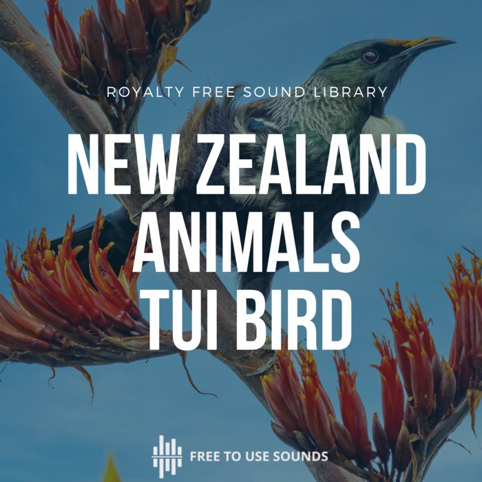 BIRDSong_Bird, Song, Tui Bird, Clicks, Cackles, Wheezes, Melodic, Song ...