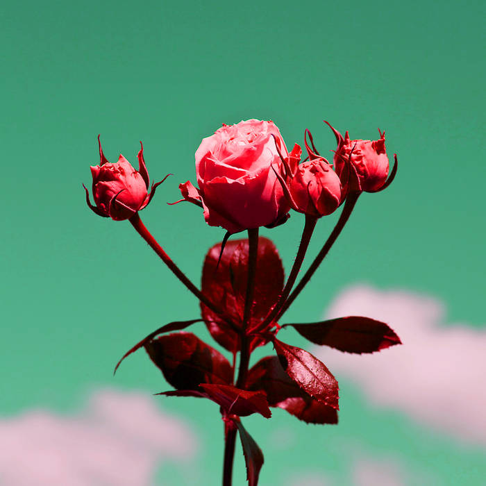 Roses | Roses, Elisabeth Anna Maria Kaiser | Elisabeth Anna Maria Kaiser