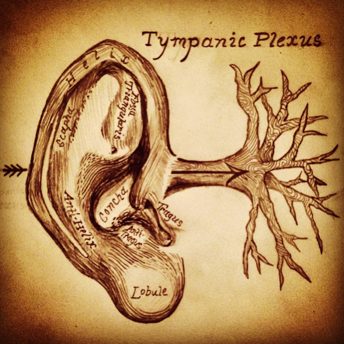 Tympanic Plexus | Tympanic Plexus
