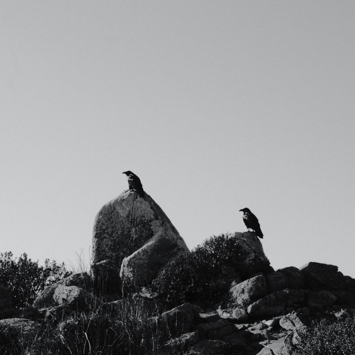 Leader of the Pack | Elephant Rifle