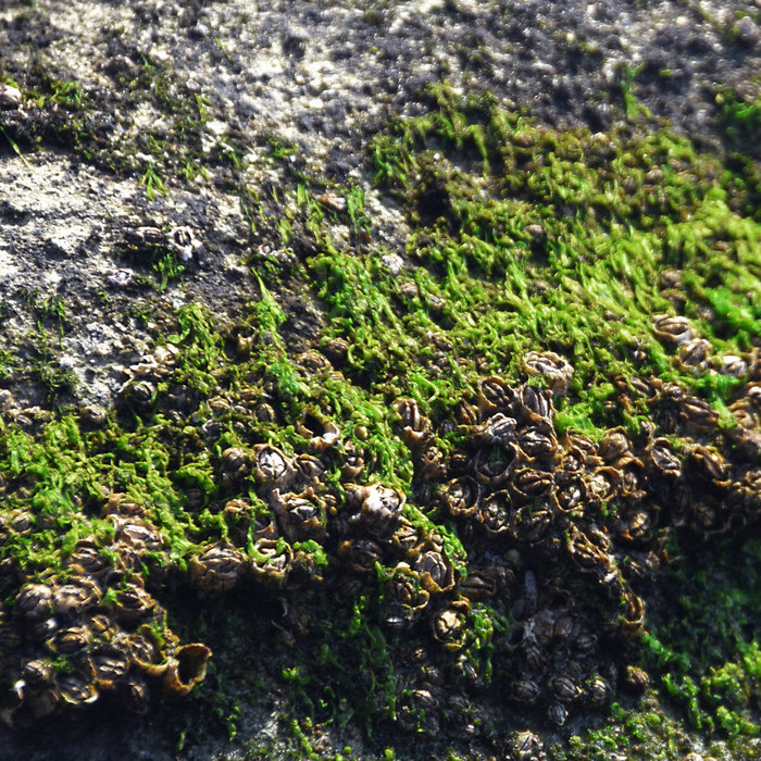 Picorocos (pequeños crustáceos marinos) adheridos a las rocas ...