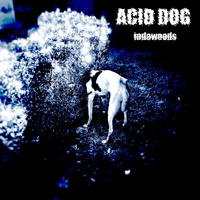 indawoods | Acid Dog