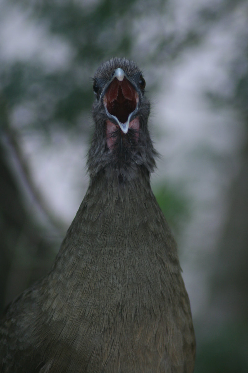 Plain Chachalaca - Calls And Song (Texas) | Paul Marvin | Bird Sounds ...