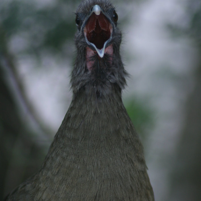 Plain Chachalaca - Calls And Song (Texas) | Paul Marvin | Bird Sounds ...