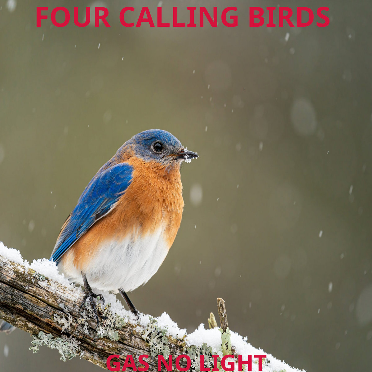 Four Calling Birds | Gas No Light