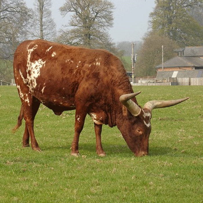 309: ΣPx0(2^18×5^18)p*k*k | Bull of Heaven