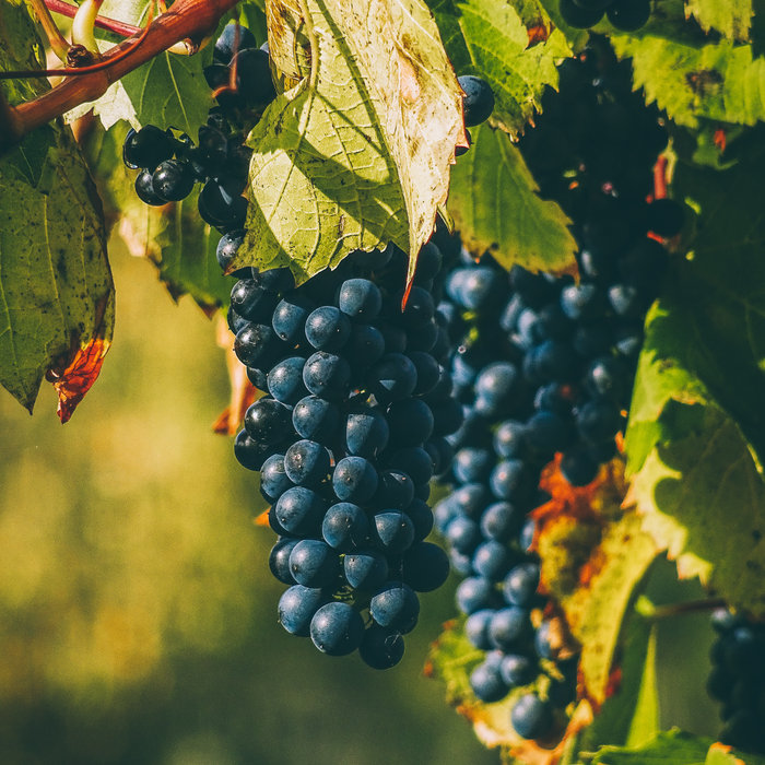 100 SMASHED GRAPE - Sample pack out on GUMROAD | Lo.Renzo