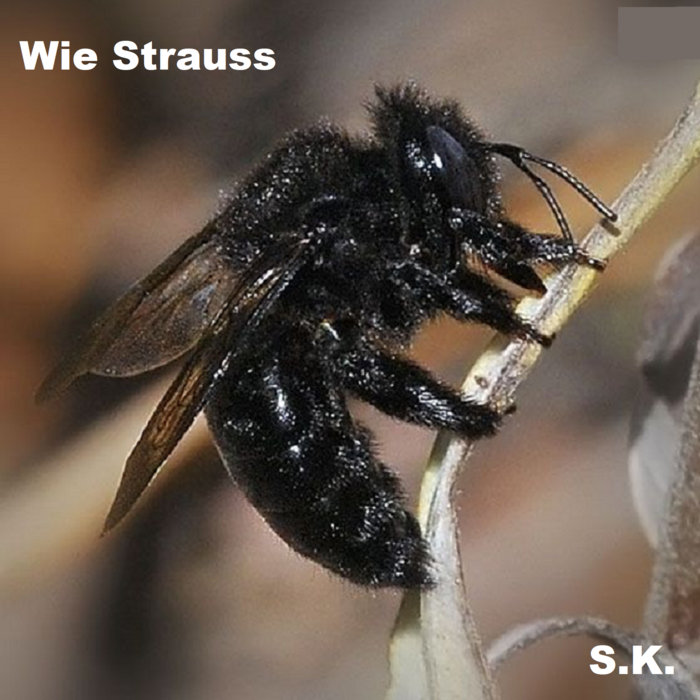 Wie Strauss | Konstantin Shock