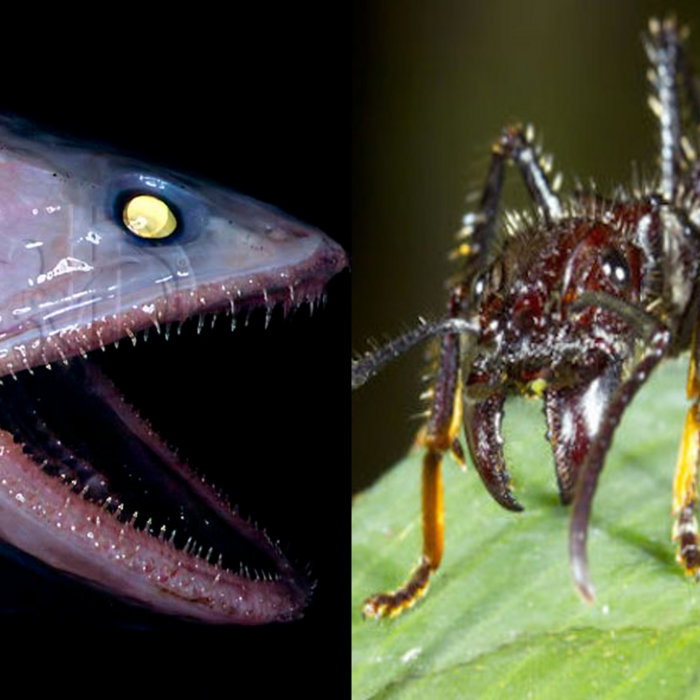 Bug Catcher - Bullet Ant: Bone-Breaking Mandibles | deepseaorganism ...