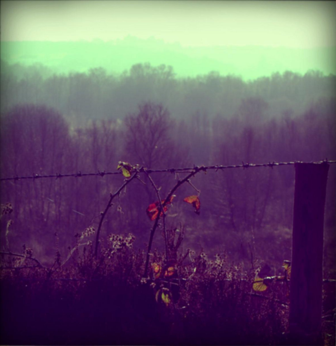Heart | Julian Pearce