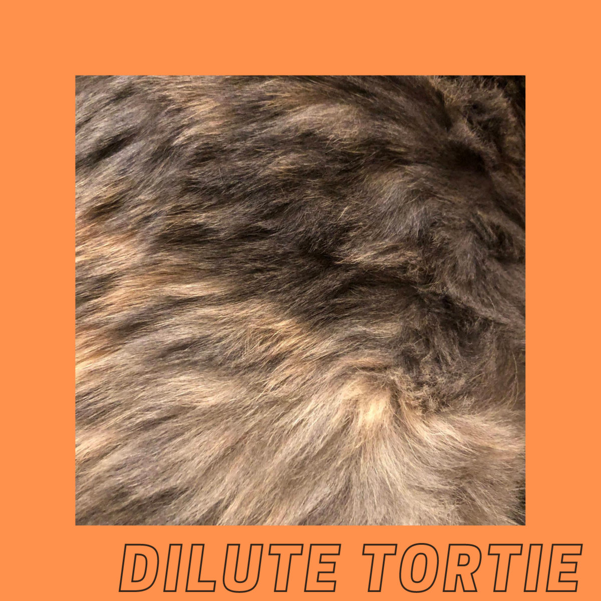 Dilute Tortie