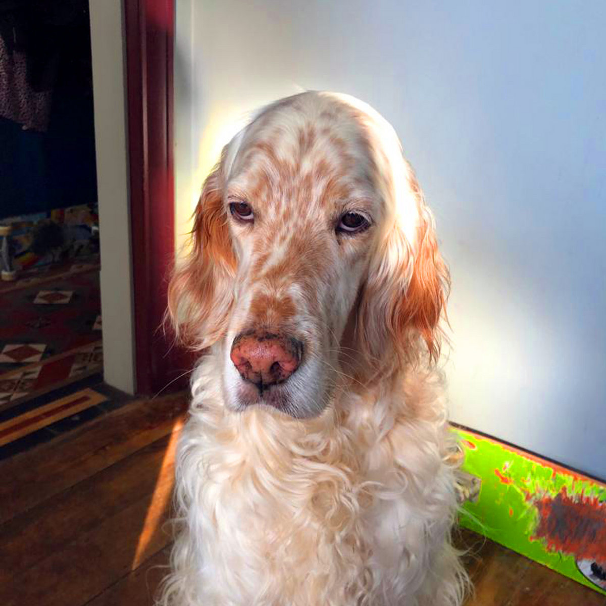 Dog Train EP | Dog Train