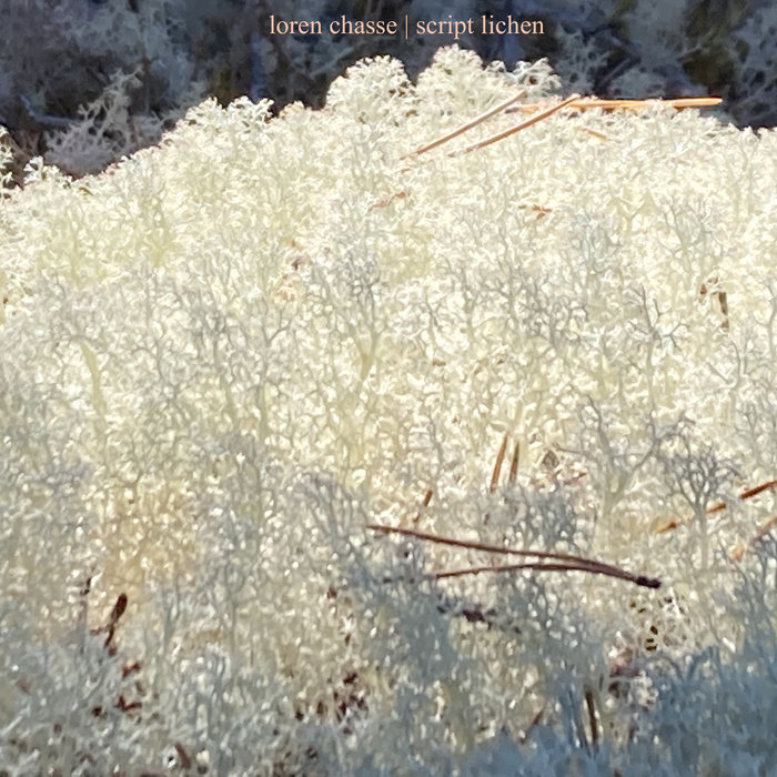 script lichen | Loren Chasse