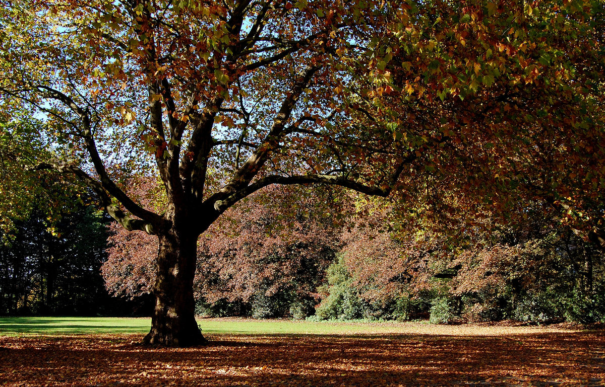 Forests part II | Minor Erd Tree