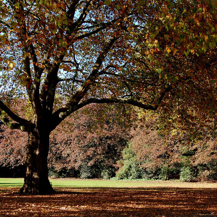 Forests part II | Minor Erd Tree