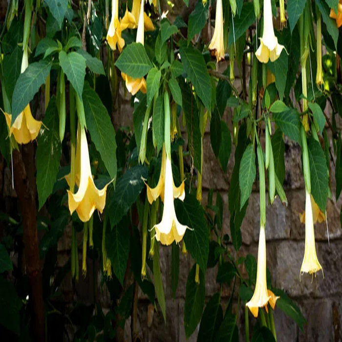 burundanga | foot and mouth disease