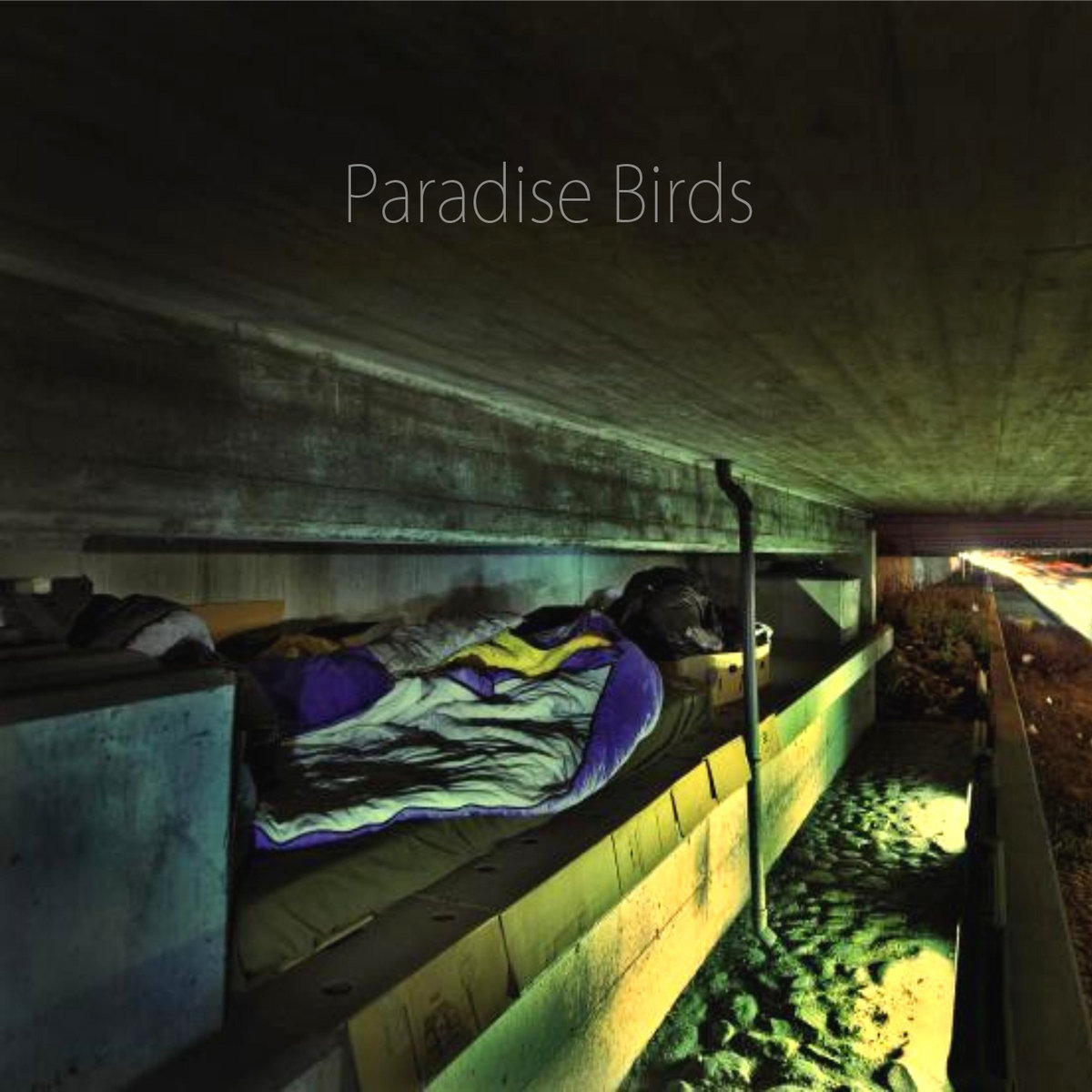 Fever Cravings | Paradise Birds