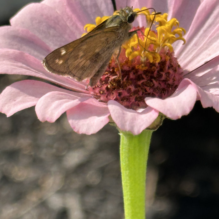 Indivisible | Justin Hall