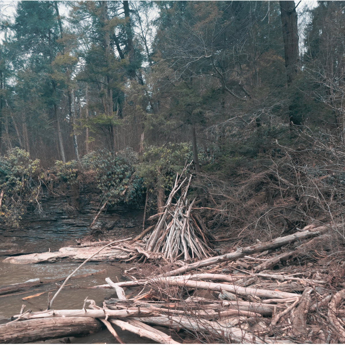 Carrion | Gage Rhodes