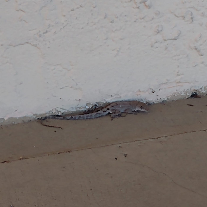 BUDDY THE GECKO | Zac Hartman