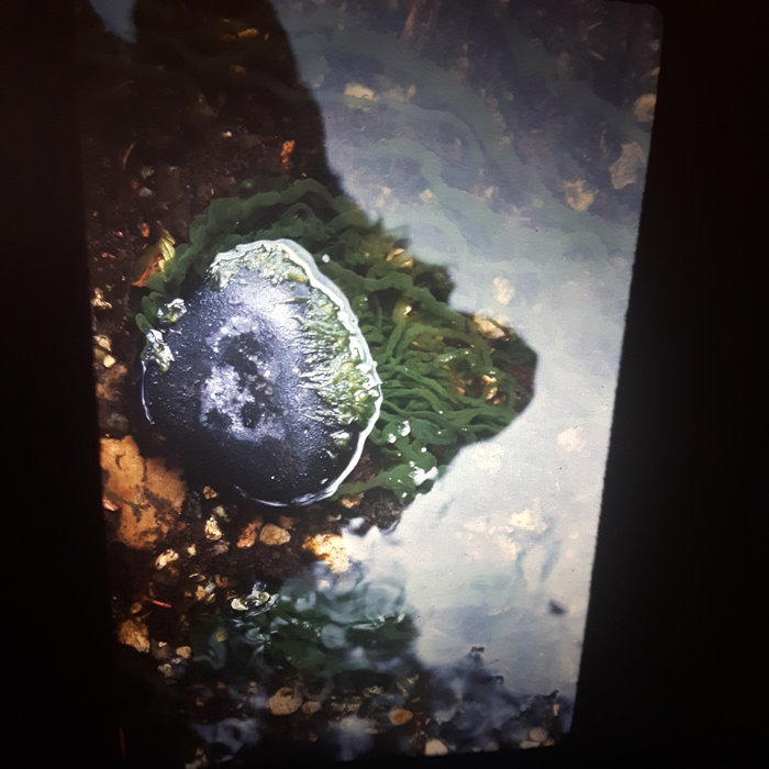 Spore migration | Pong Dad vs The Snails of Prey