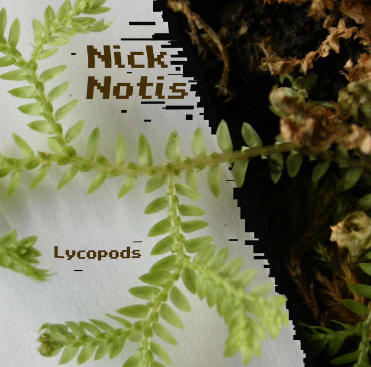 Lycopods | Nick Notis