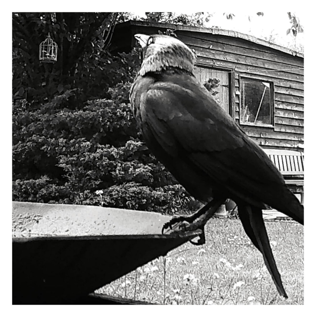 Jackdaws or Crows | Laica