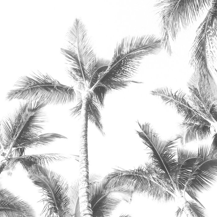 Palm Tree Dreams | Jackson Warner