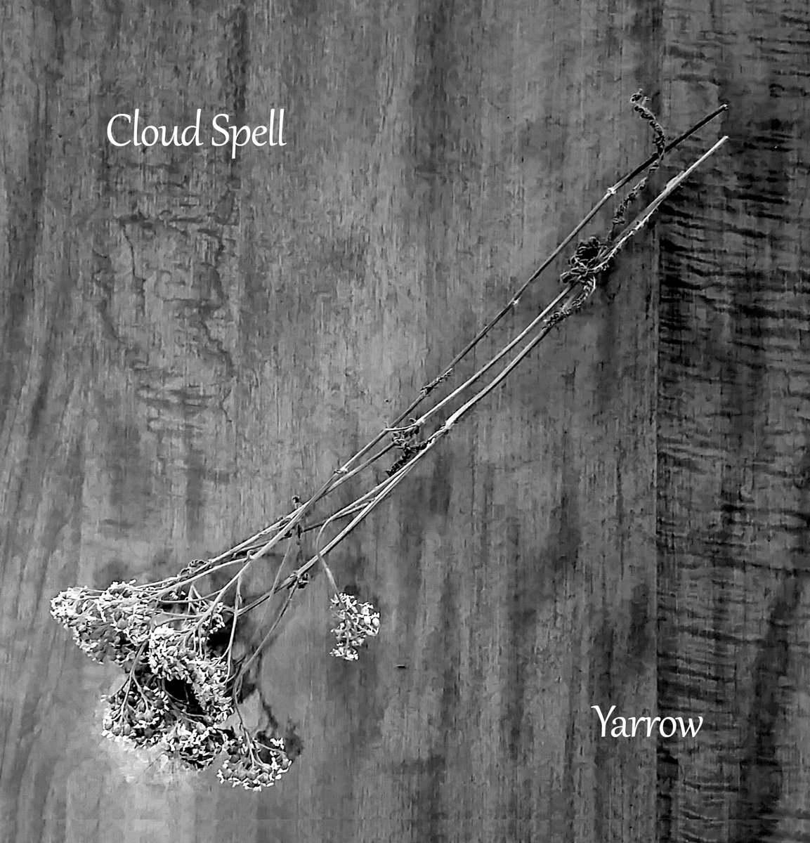 Yarrow | Cloud Spell