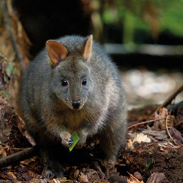 Tasmanian Pademelon