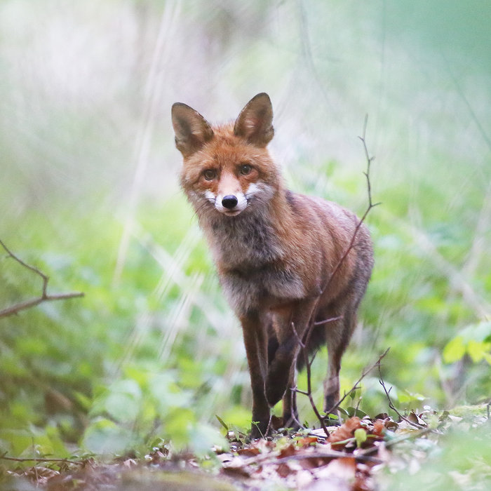 Modus Sparfuchs | Shimano Gang