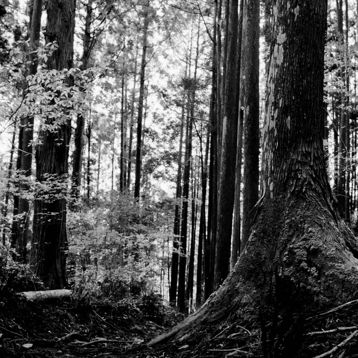 Quietly Textured Soundscapes - Nature Ambience Sound Pack | sound by ...