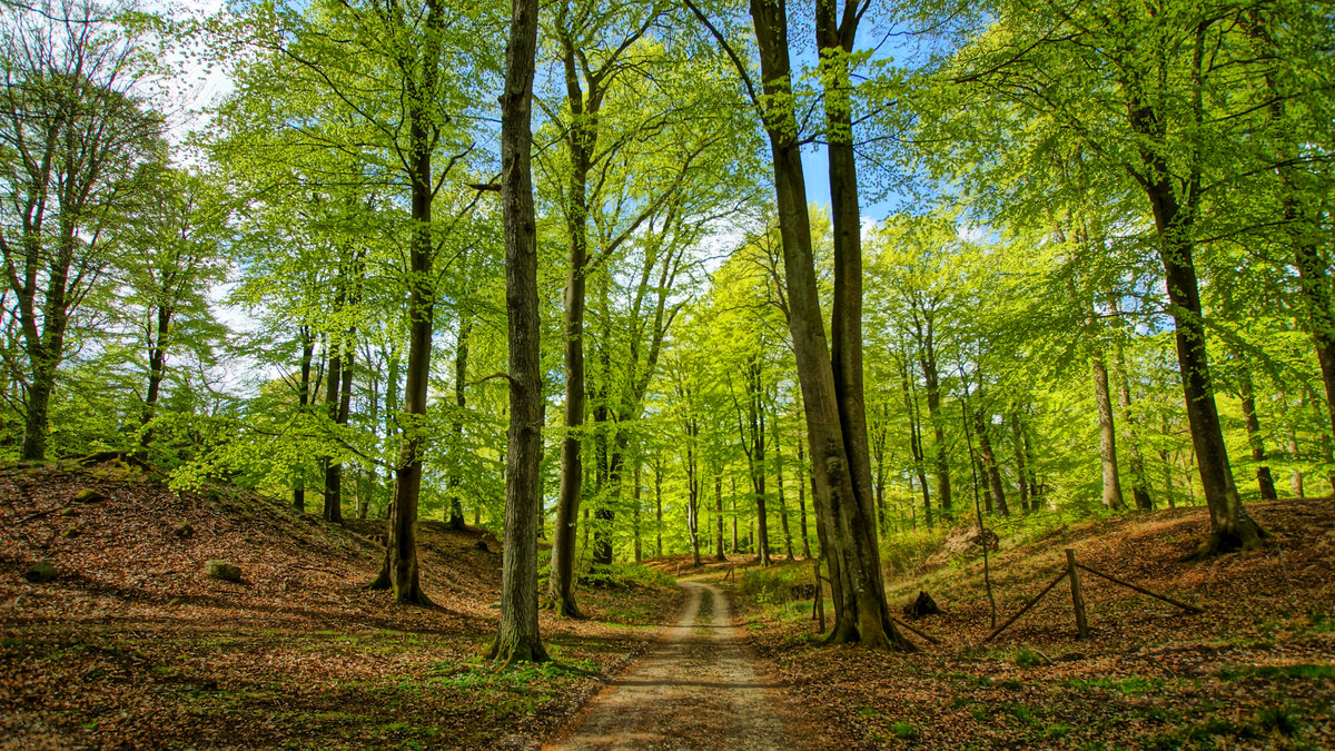 Emil Harder / Asmus Busck: dybt forår | Verden er en tromme