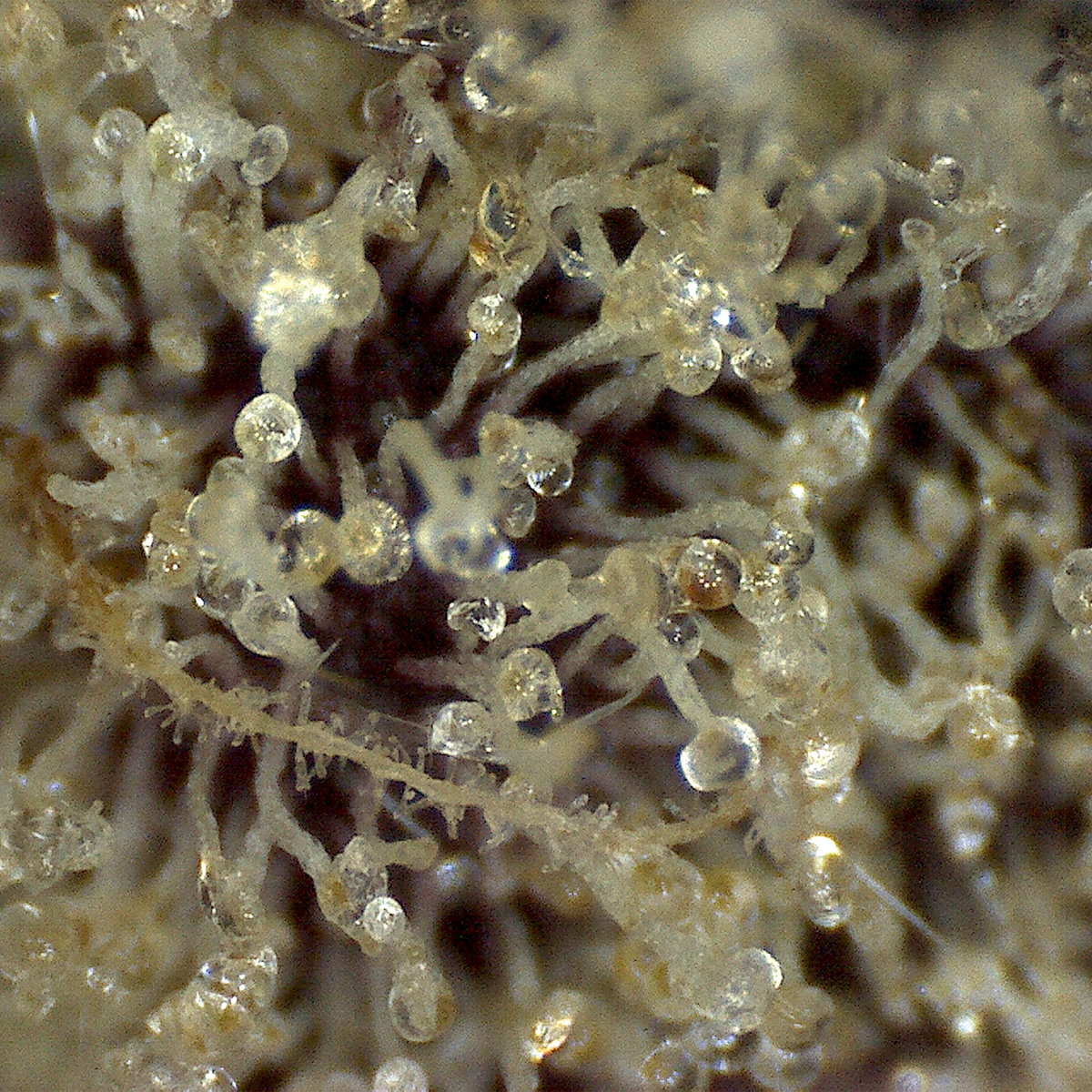 Unreleased Shit | Ether Rag