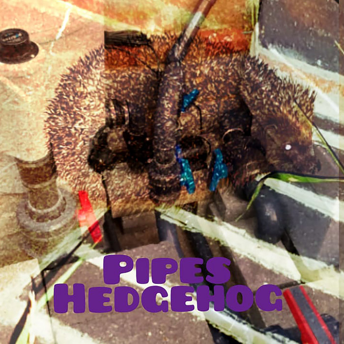 Pipes Hedgehog | Translucent Sally