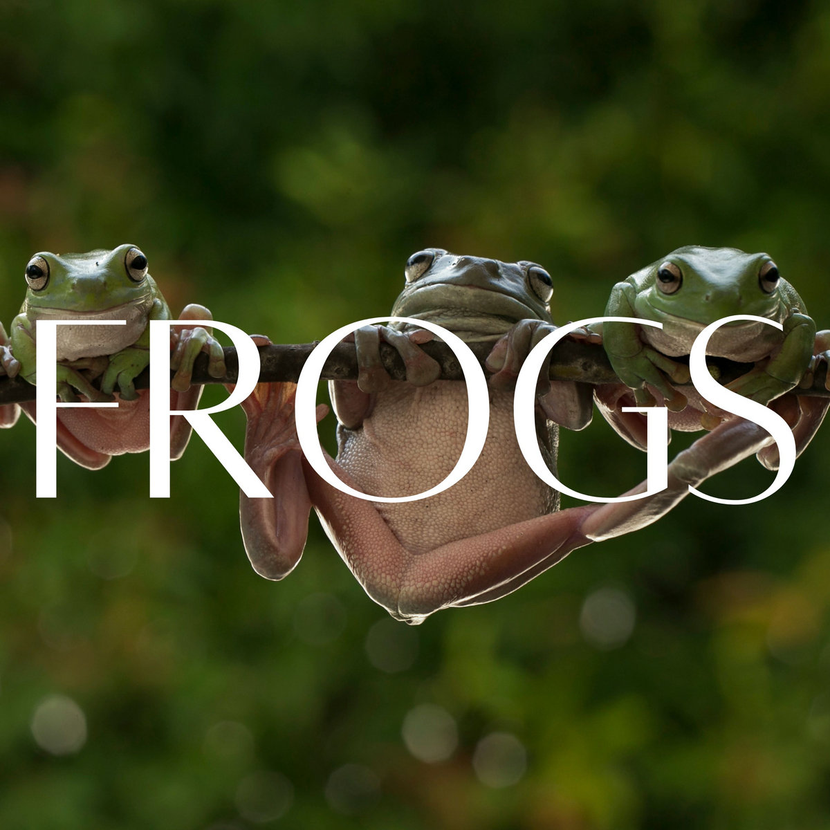 Frogs | Crokomoko | EarthFrog Records