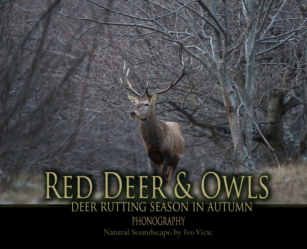 Reed Deer & Owls | Ivo Vicic