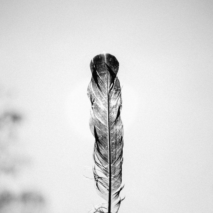 Feather of Ma'at | Nicky Whitehead