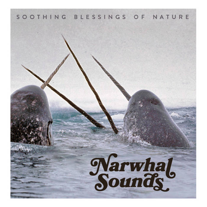 Narwhal Song Clean Version Narwhal Narwhal (Sailing Sailing)