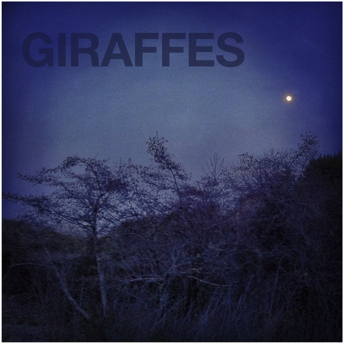 giraffes | Justin Wiener