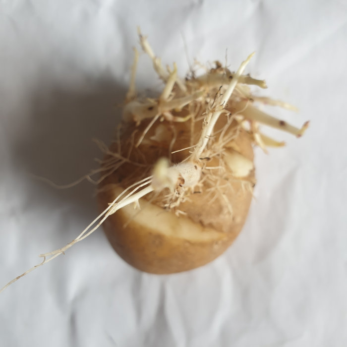 The Curse of the Potato People | Mystery System