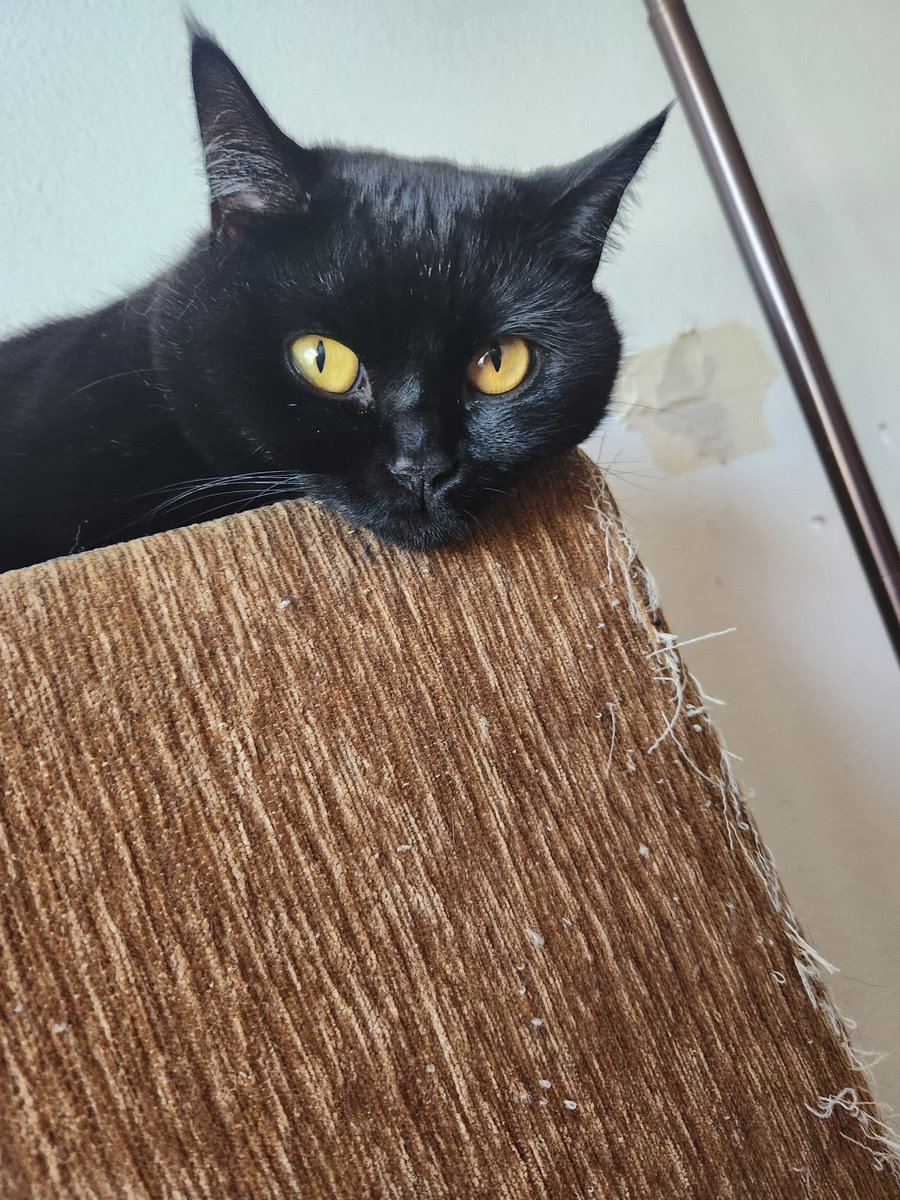 Skull | Frail Guy and His Great Lies