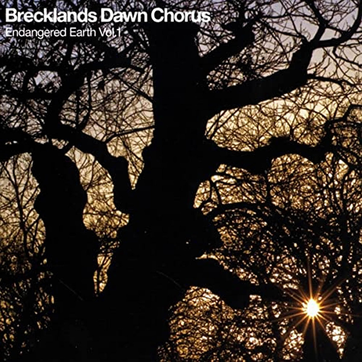 Brecklands Dawn Chorus | Andrew Flintham | Brecklands Dawn Chorus