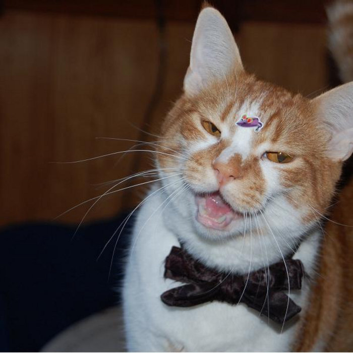 whatever | Cool Timmy