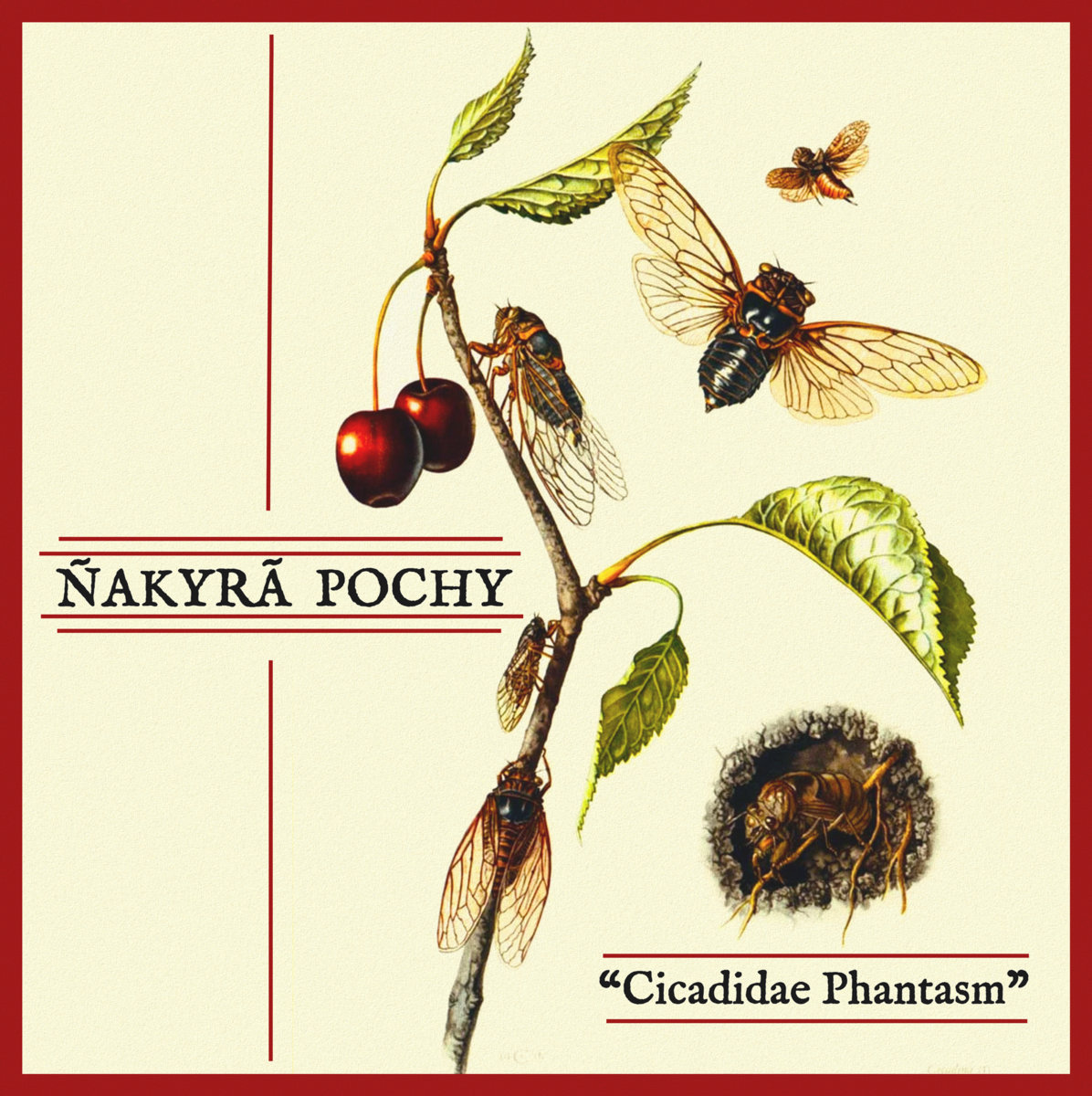 Cicadidae Phantasm | Ñakyrã Pochy | Diluculum Laboratories