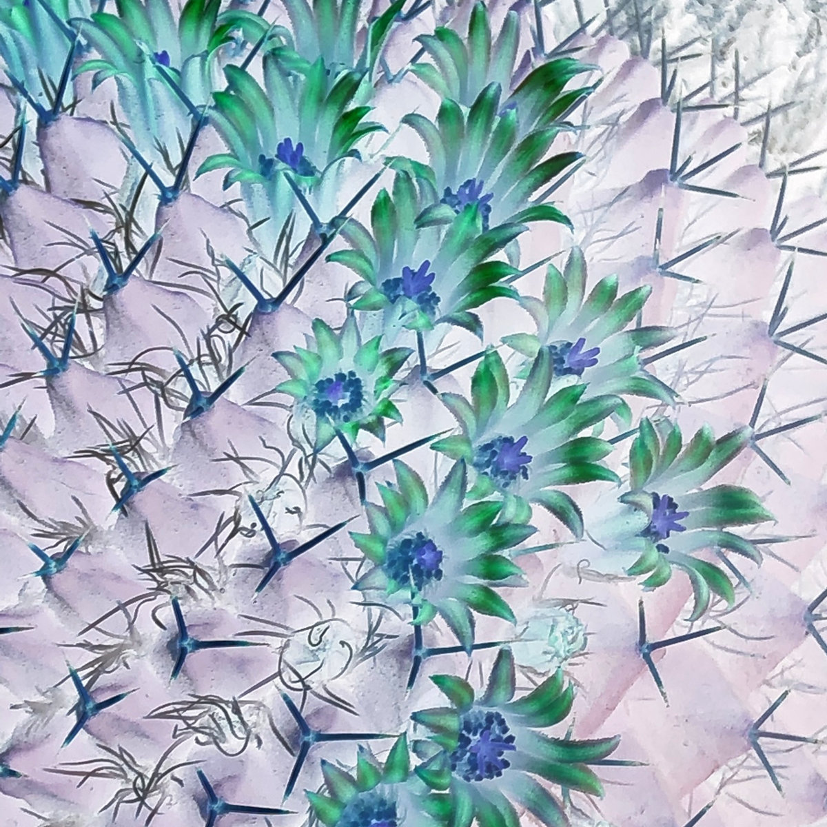 Barking Symphony | kanadacid