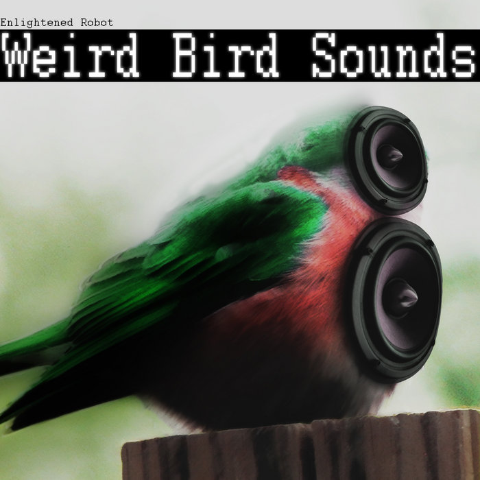 Weird Bird Sounds | Enlightened Robot
