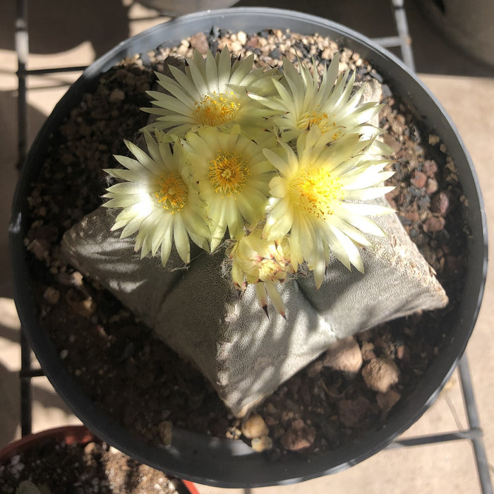 CACTI TRAX IV | kanadacid