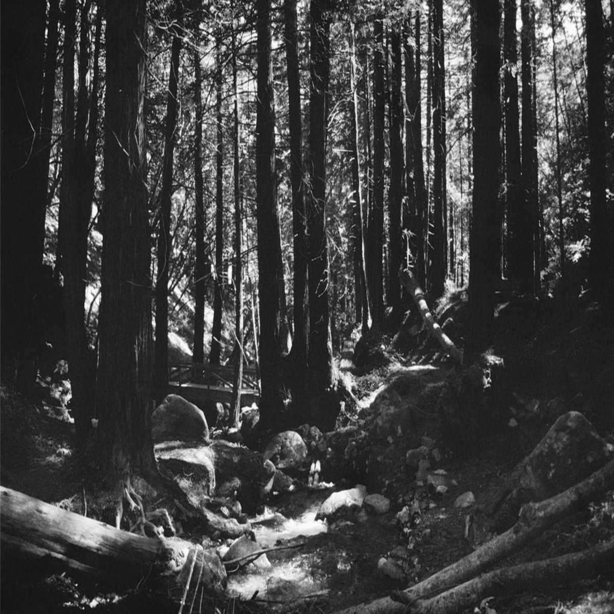 Back to the Meadow | Jack Mazza