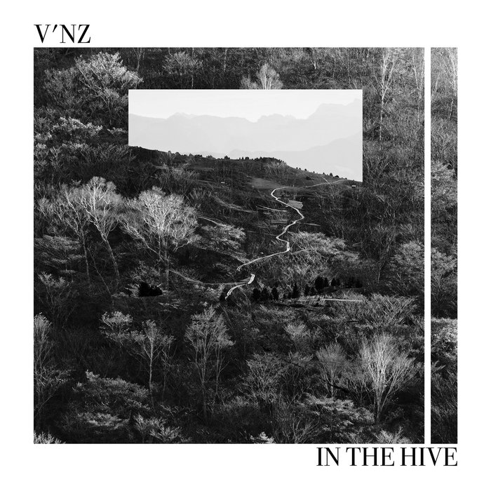 In The Hive | V'NZ | insectorama
